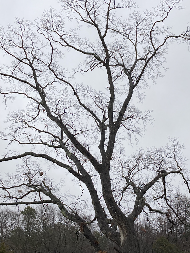 The Wise Trees | Sharing Trickster's Hoard